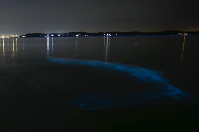 Blue wonder: Singapore waters light up with algae bloom | The Straits Times
