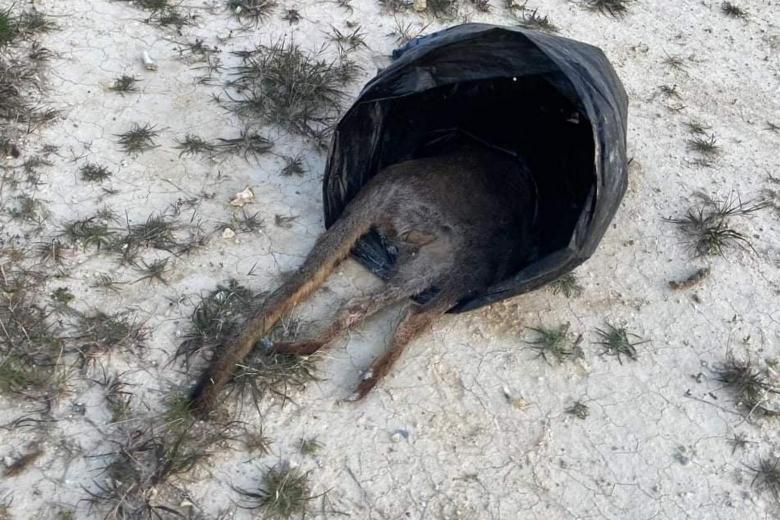 Cyprus probes dumping of dead zoo animals in landfill | The Straits Times