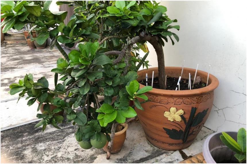 Root Awakening: Citrus can be propagated via air-layering or grafting ...