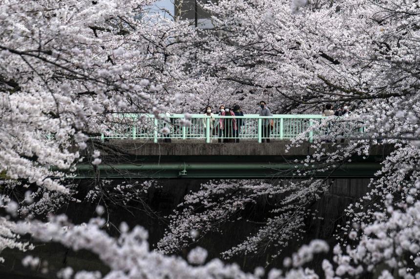 Picture perfect Japan is pretty in pink | The Straits Times