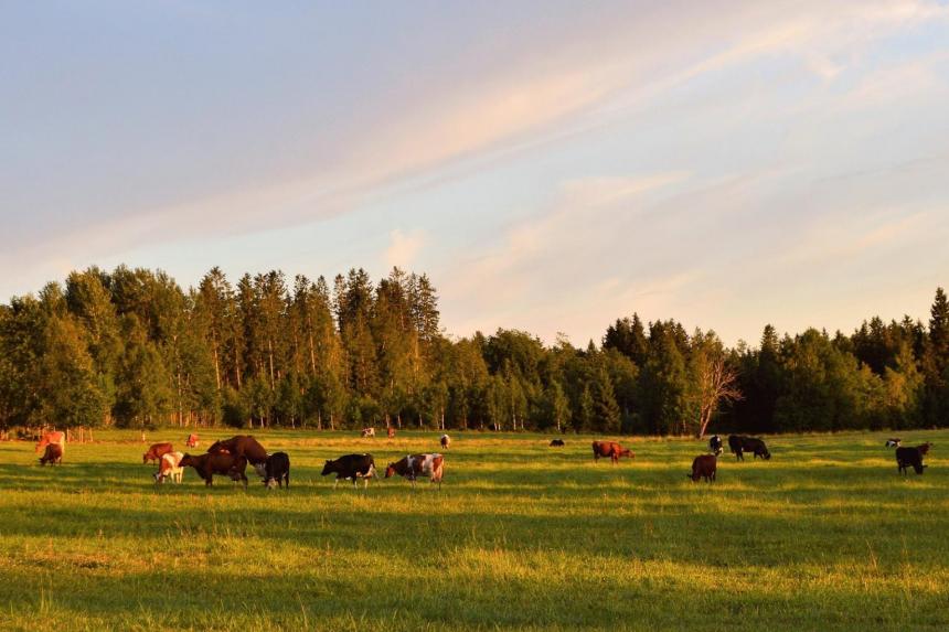 Swedish cow-calling gets Hollywood moment and second wind | The Straits ...