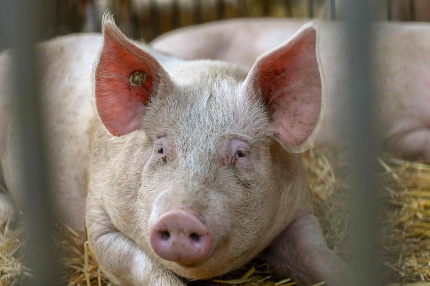 European researchers decode pigs' well-being through oinks and grunts ...
