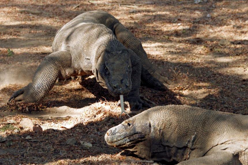 A fifth of world's reptile species deemed threatened with extinction ...