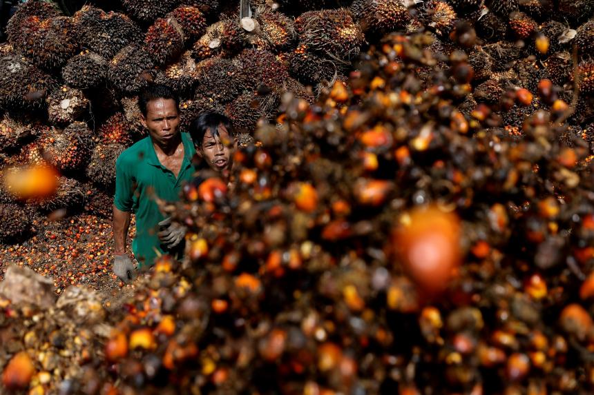 Indonesia widens export ban to crude and refined palm oil | The Straits ...