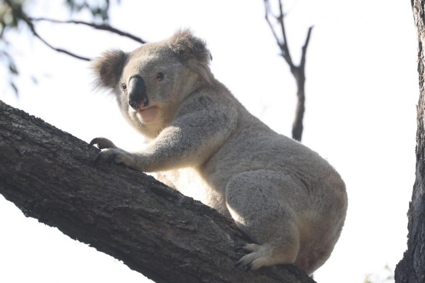 Saving the last colony of Sydney's koalas from extinction | The Straits ...