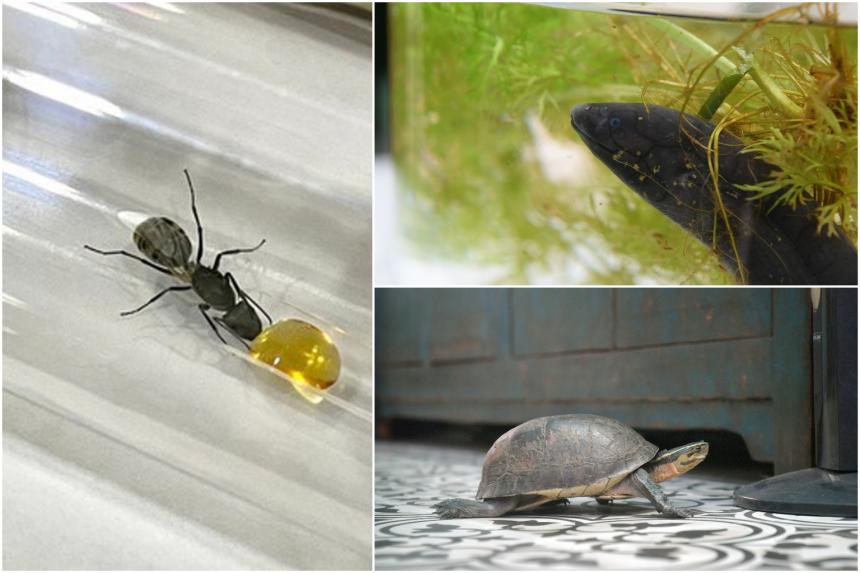 Unusual pets and where to find them | The Straits Times