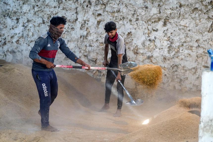 Iraq's prized rice crop threatened by drought | The Straits Times
