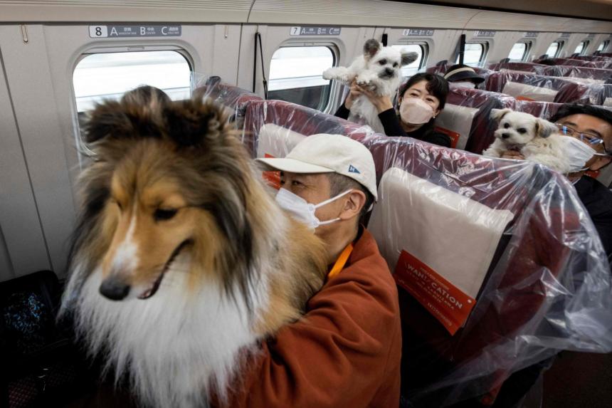 A paw-some day trip: Dogs ride Japan bullet train | The Straits Times