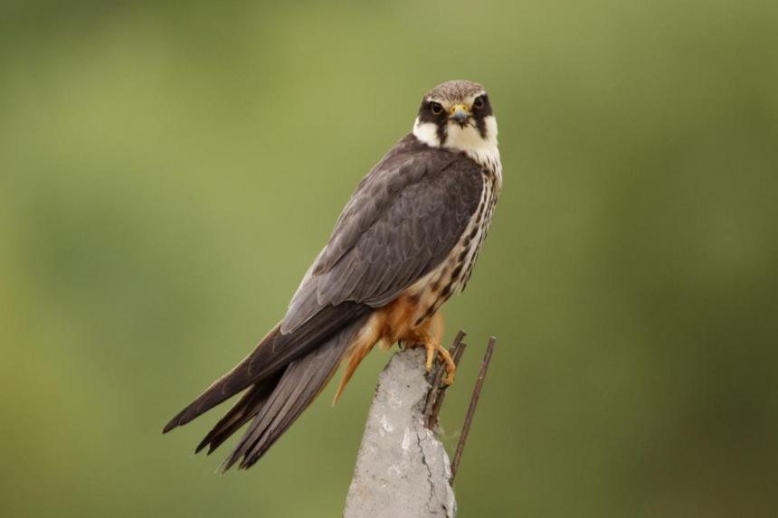 First-ever Himalayan bird count kicks off | The Straits Times