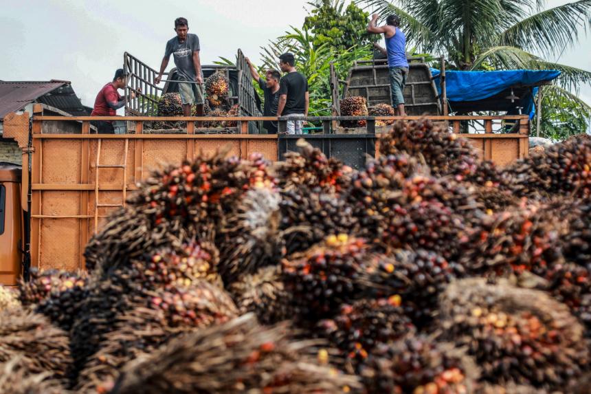 Indonesia has no plan to reduce palm oil in biodiesel mix: Minister ...