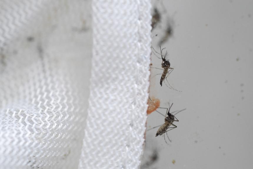 About 200m Wolbachia Aedes mosquitoes released from 'mosquito factory ...