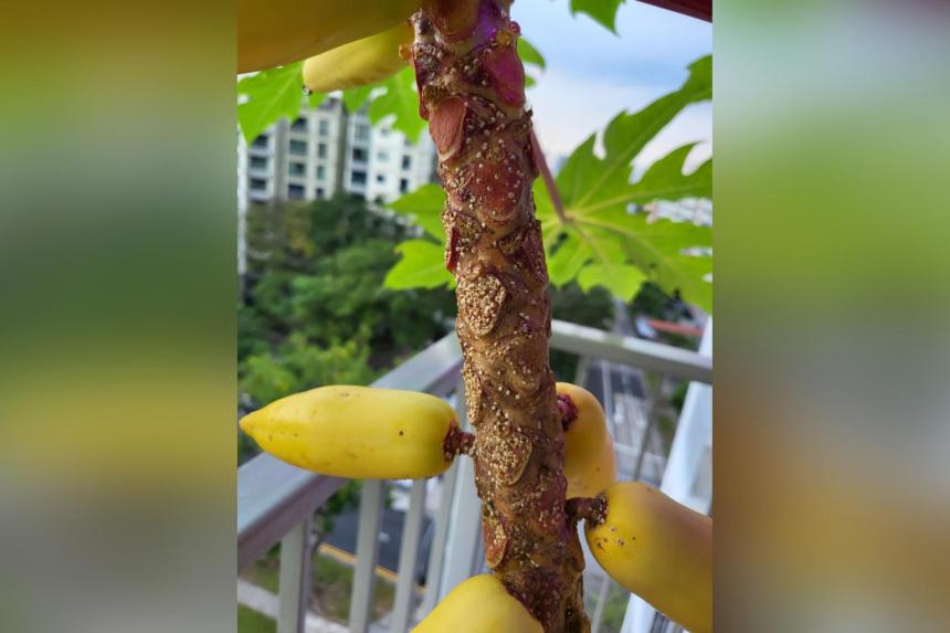 Root Awakening: Scale insects infesting papaya stem | The Straits Times
