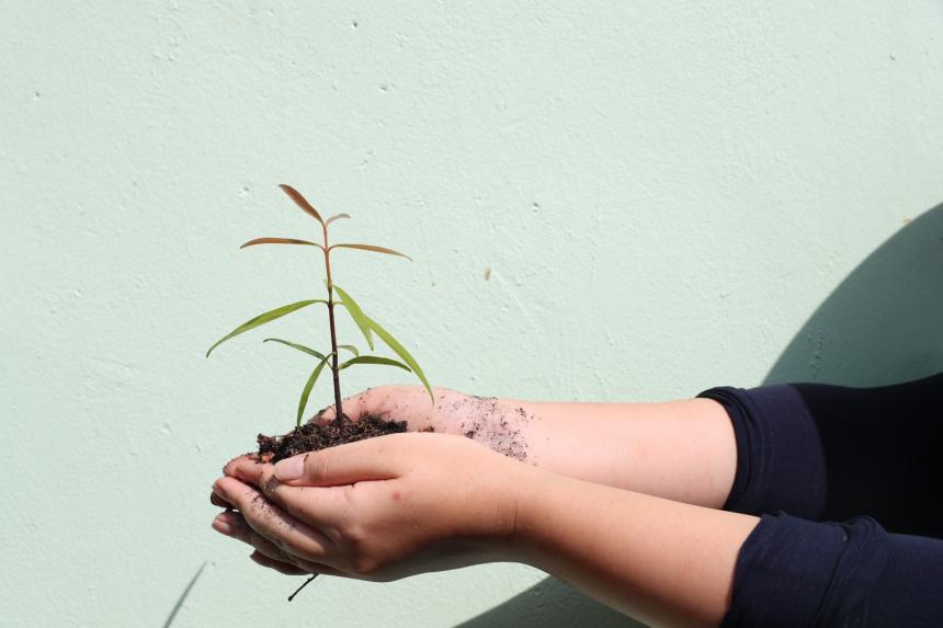 Let's not pretend planting trees will save the world | The Straits Times