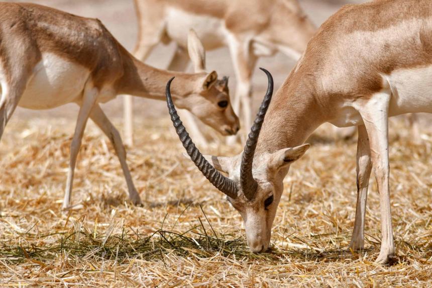 In a parched land, Iraqi gazelles dying of hunger | The Straits Times