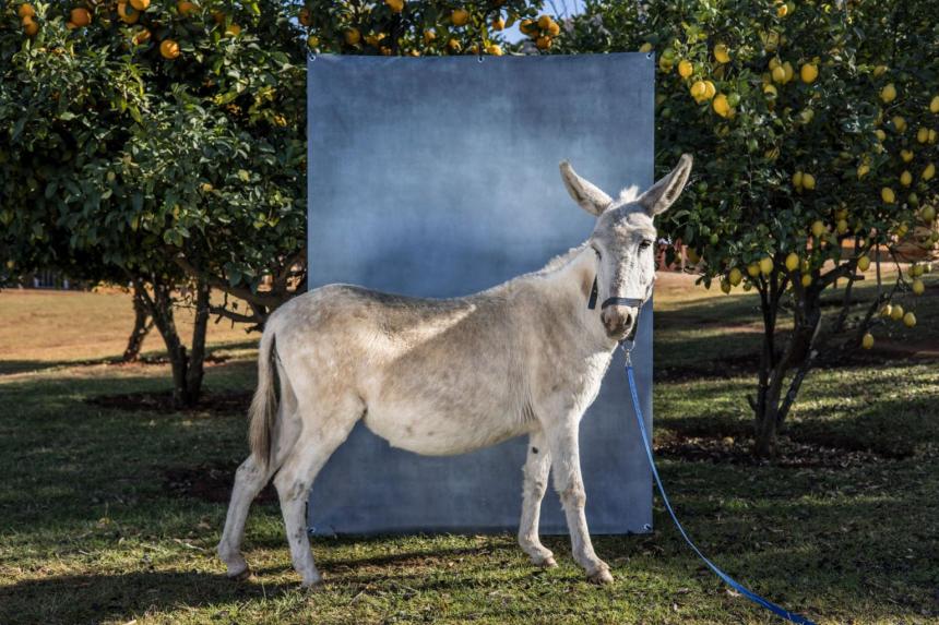 South Africa's latest hot export to China? Donkeys | The Straits Times