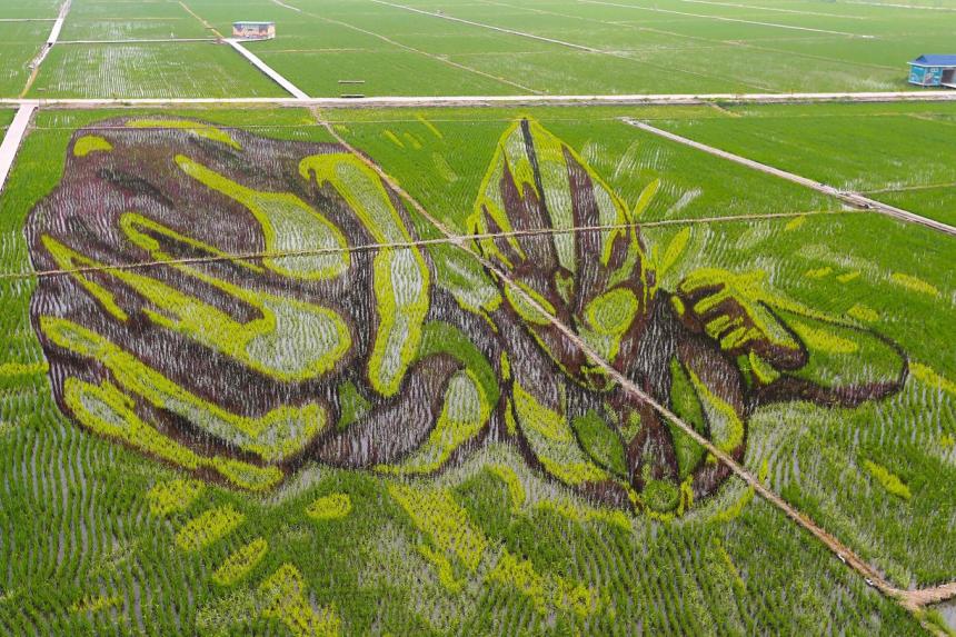 Art on the rice | The Straits Times