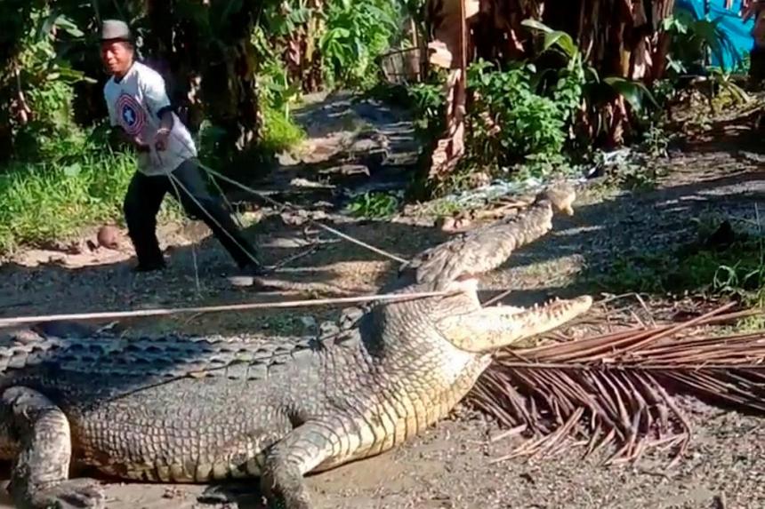 Villagers cheer Indonesian for capturing 4.3m crocodile with just a ...