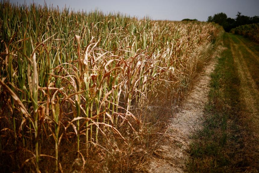 Italy's drought-hit farmers face sea water threat | The Straits Times