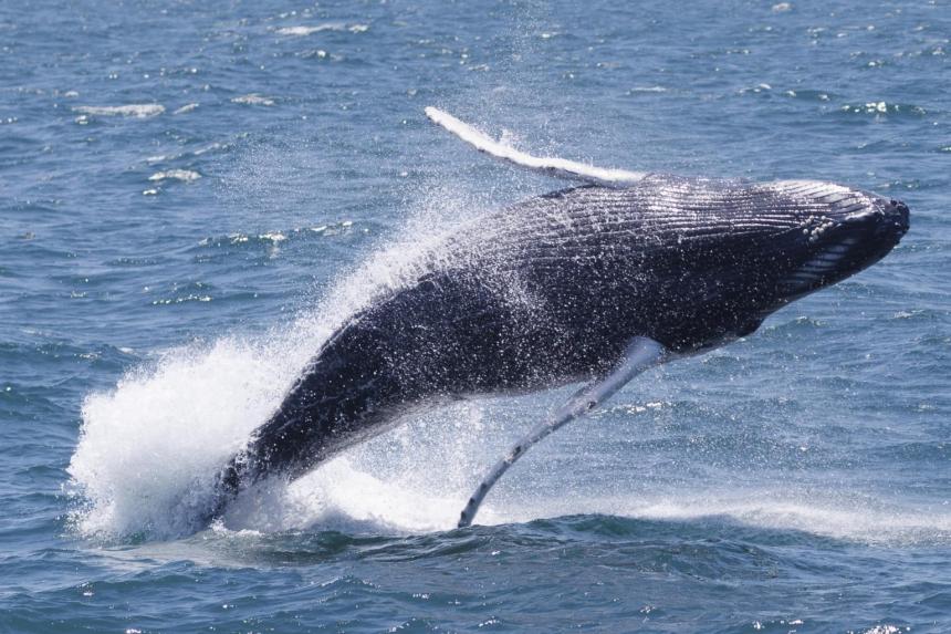 Australian researchers show whales' ability to exchange tunes | The ...