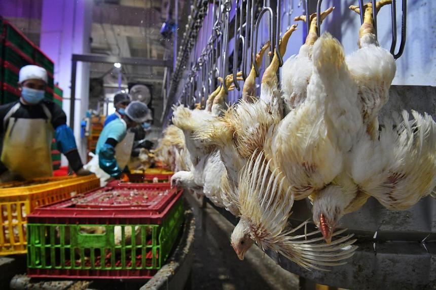 No word from Malaysia on when chicken export ban will be lifted | The ...
