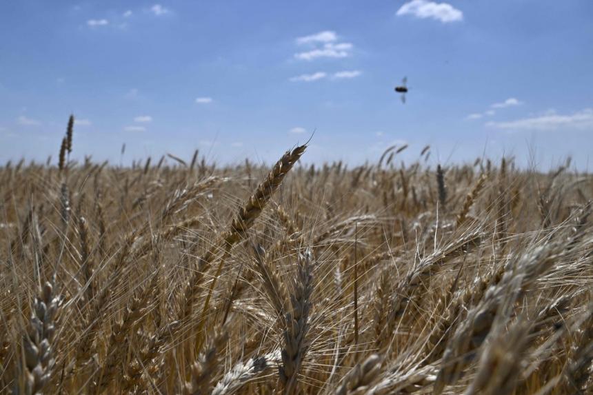 Wheat war: Ukraine conflict raises hunger fears | The Straits Times