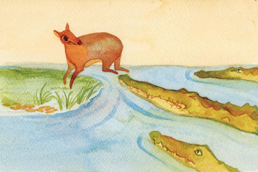 New book on native animals aimed at raising awareness about wildlife ...