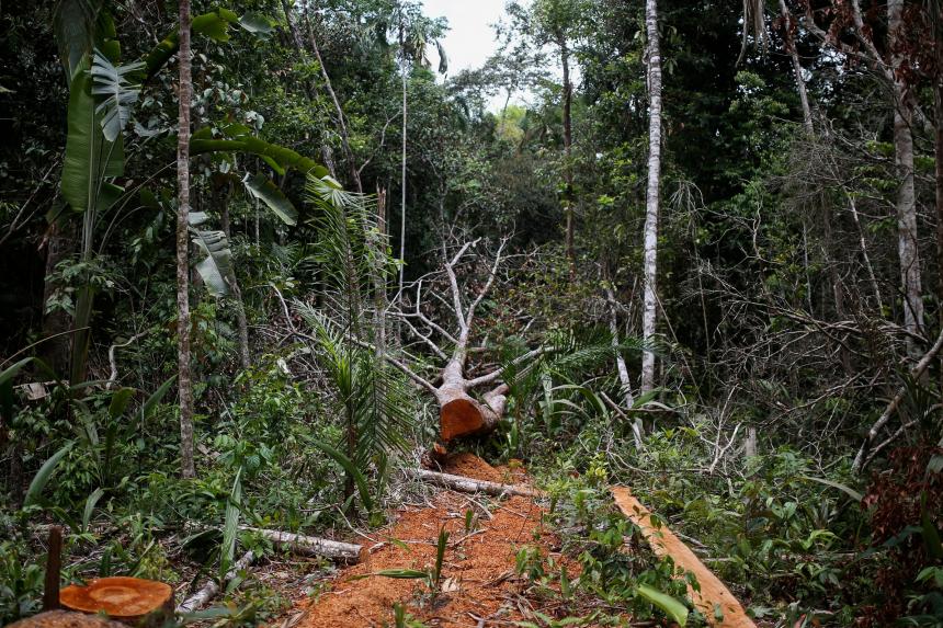Deforestation in Colombia edges up, moving further from government ...