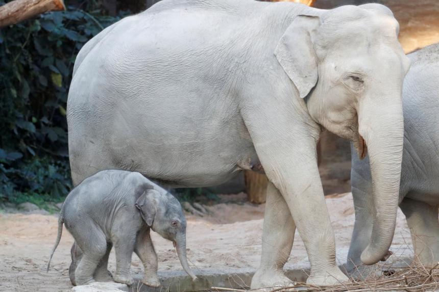 Social life helps orphaned elephants overcome loss, study shows | The ...