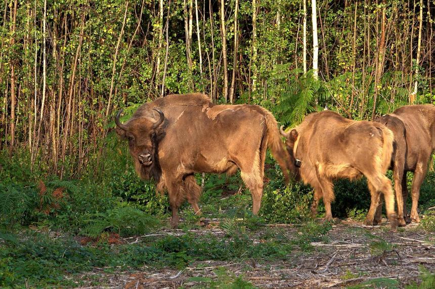 European bison reintroduced to roam freely in Britain | The Straits Times