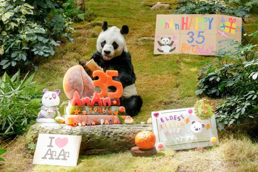 World's oldest known male giant panda, An An, dies at 35 | The Straits ...
