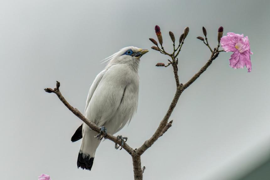Critically endangered bird sighted in Telok Blangah was 'escaped pet ...