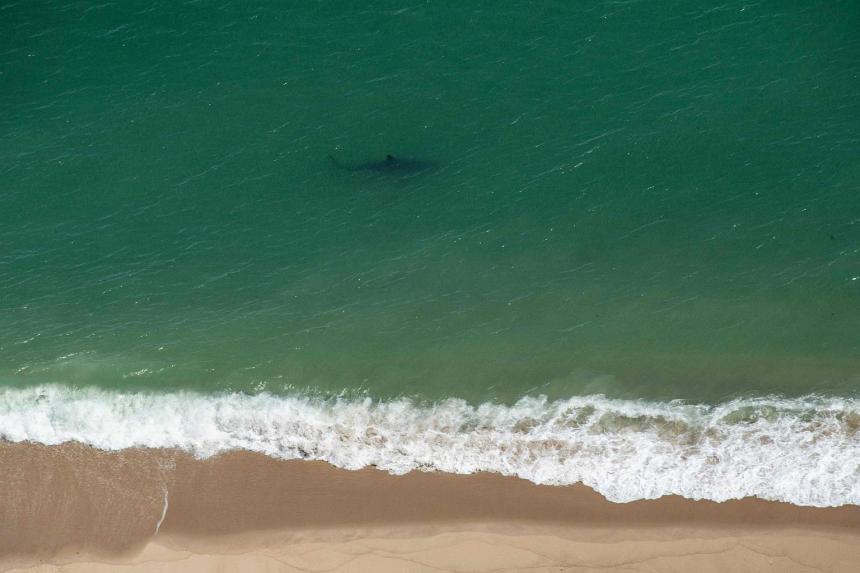 Download Sharktivity app if you are going to the US East Coast | The ...