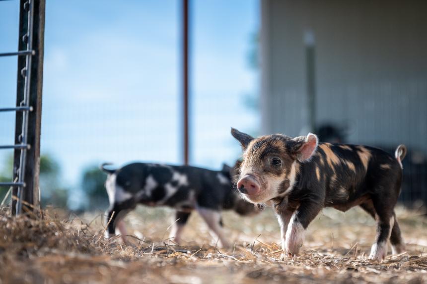 Scientists revive cells and organs in dead pigs, raising questions if ...
