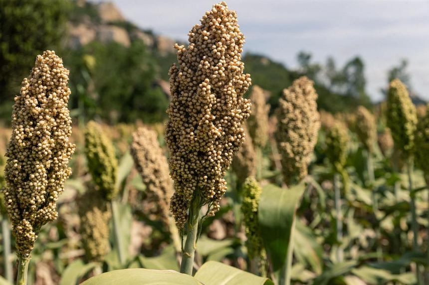 Indonesia to boost sorghum, corn production to secure grain supplies ...