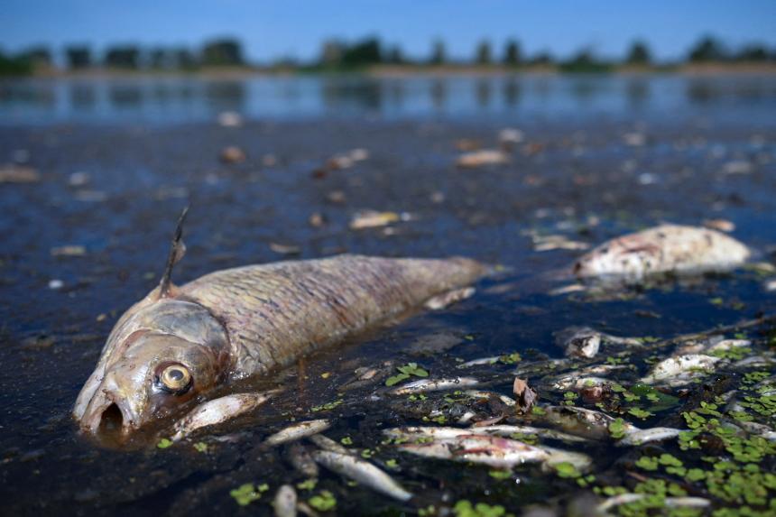 Dead fish in River Oder on Poland-Germany border spur contamination ...