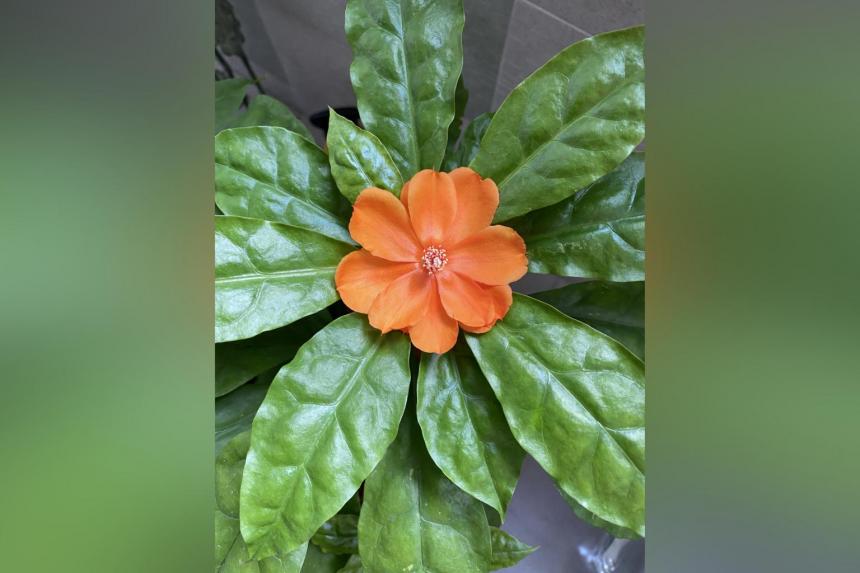 Root Awakening: Rose Cactus grown as medicinal plant in S'pore | The ...