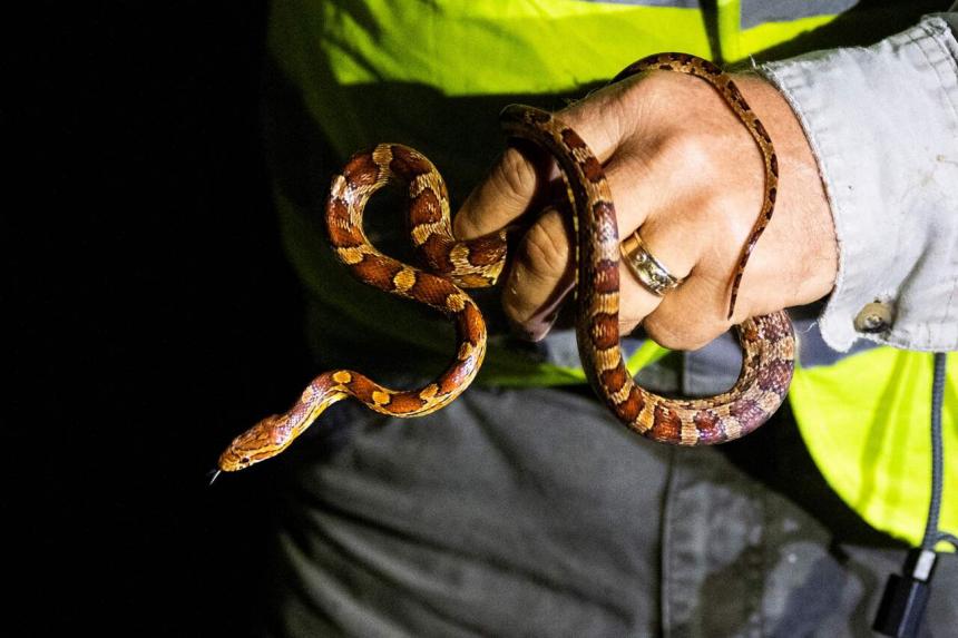 Hunting pythons in Florida, for profit and therapy | The Straits Times