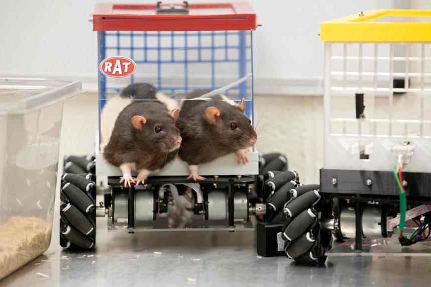 Rat race: What rodent drivers can teach us about mental health | The ...