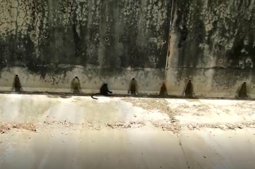 Rising heat could drive more wildlife in S'pore to urban areas and risk ...