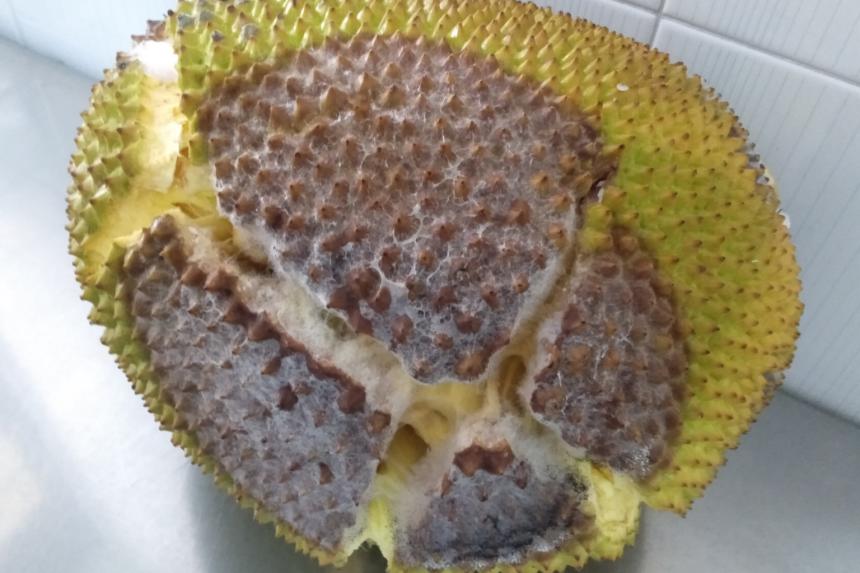 Root Awakening: Jackfruit cracking could be due to uneven moisture levels in soil | The Straits ...