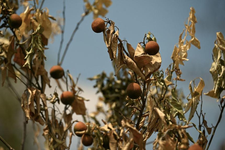 'Fruits all dead': A devastated farmer in southern China longs for rain ...