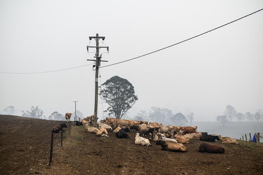 Australia starts biodiversity credits for conservation projects | The ...