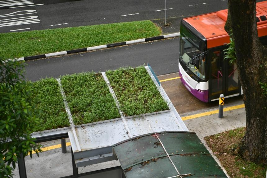 LTA, NParks plant a cool idea at bus stops islandwide | The Straits Times