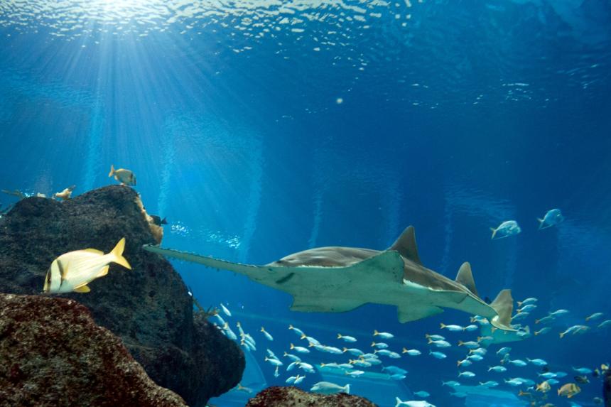 More wildlife species in Singapore may be added to list that offers ...