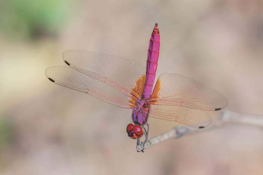 New field guide on S'pore's dragonflies and damselflies records beauty ...
