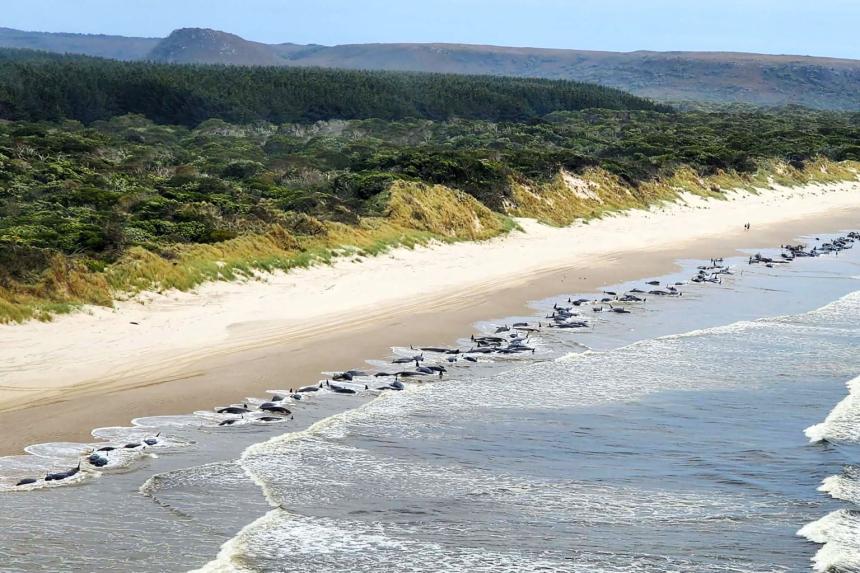 About 200 pilot whales perish on Australian beach | The Straits Times