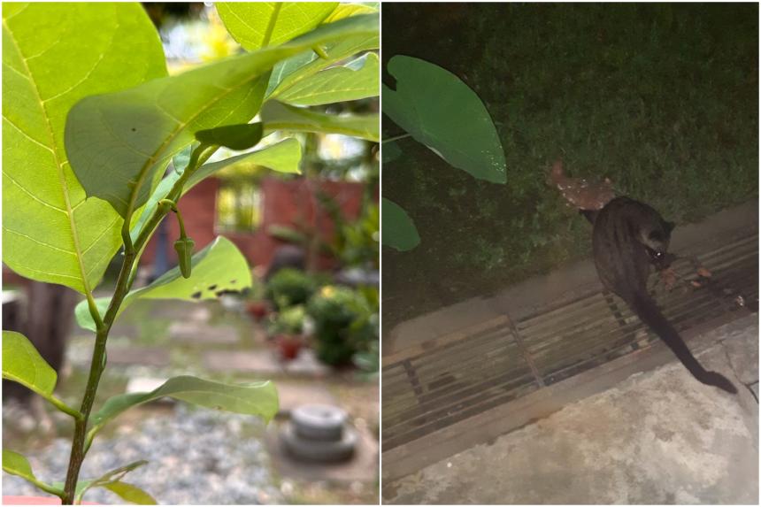 Root Awakening: Custard apple may need hand pollination | The Straits Times