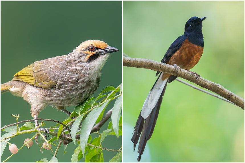 S’pore to propose tougher international regulation for trade of 2 ...