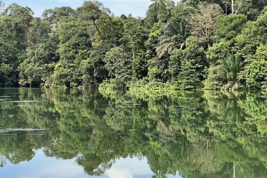 Reforestation could boost water security in vulnerable regions in the ...