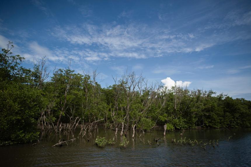 Mangrove alliance formed at COP27 | The Straits Times